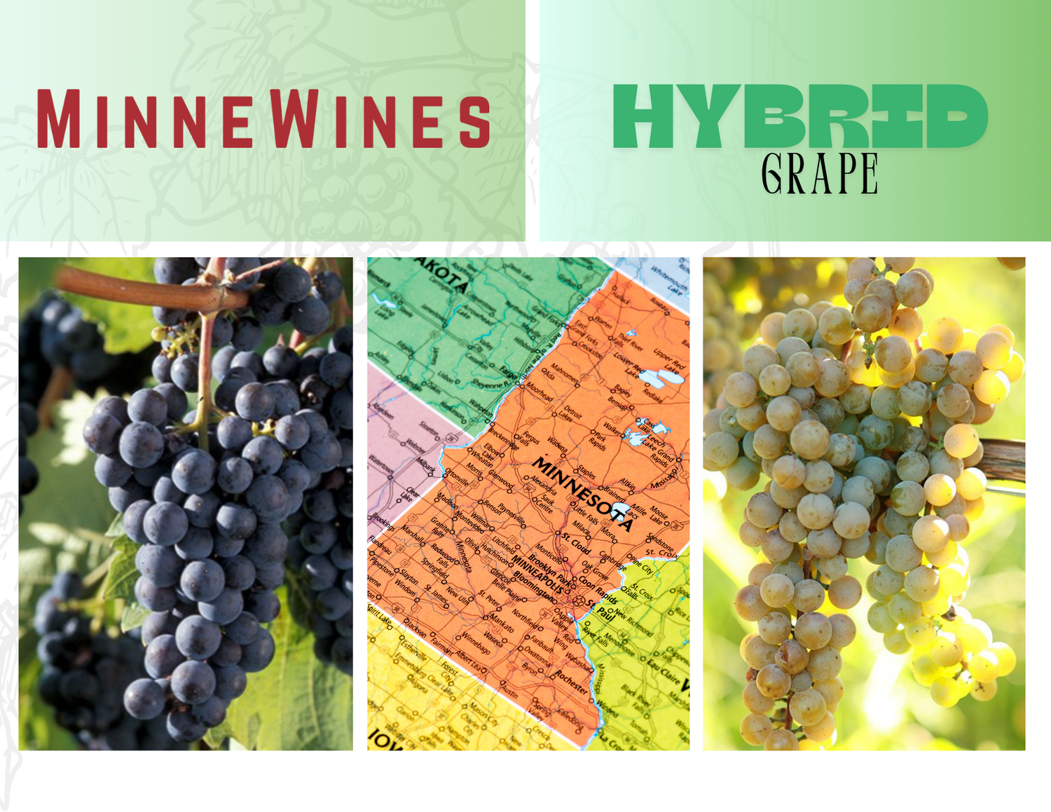 What Is a Hybrid Grape? Differences from Traditional Grapes (Vitis vin – MinneWines